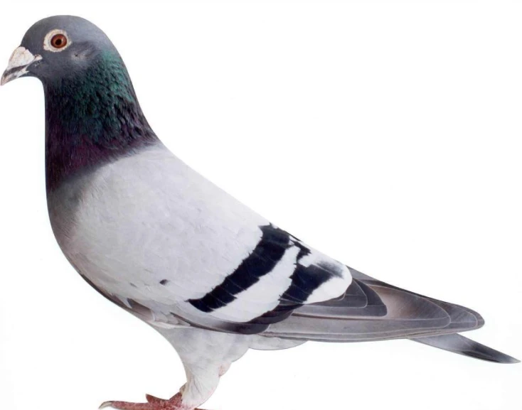 Duif | Finding nemo species Wikia | Fandom