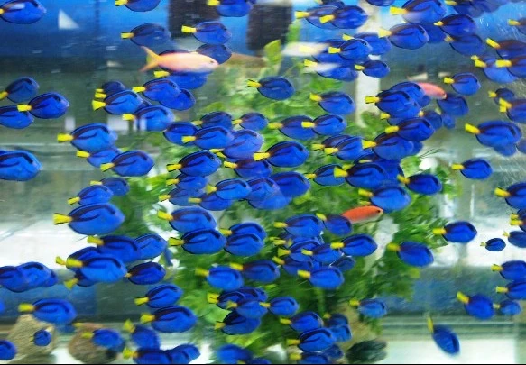 Blue tang | Finding nemo species Wikia | Fandom