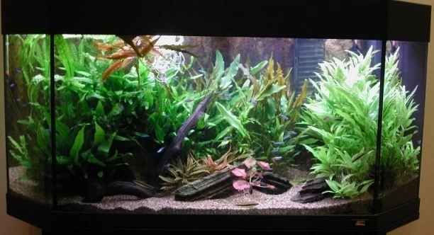 Aquarium | Finding nemo species Wikia | Fandom