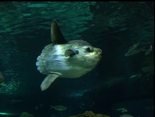 Moon fish | Finding nemo species Wikia | Fandom