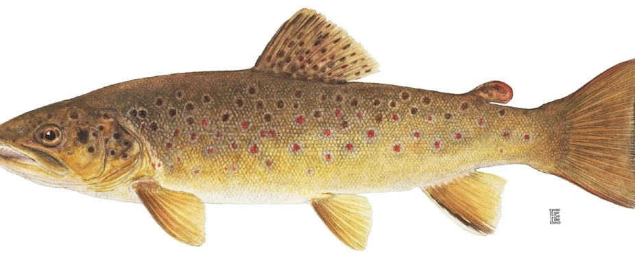 Brown fish | Finding nemo species Wikia | Fandom