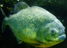 Piranha | Finding nemo species Wikia | Fandom