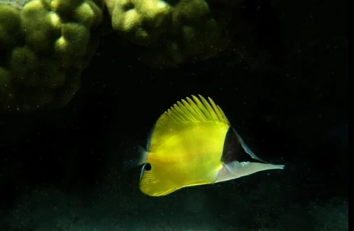 Longnose Butterflyfish | Finding nemo species Wikia | Fandom