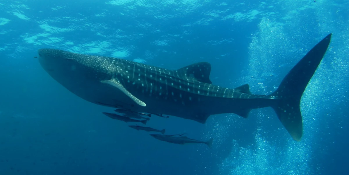 Destiny | Finding nemo species Wikia | Fandom