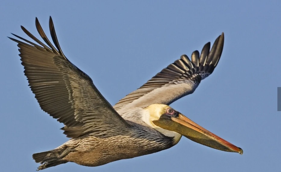 Brown Pelican | Finding nemo species Wikia | Fandom
