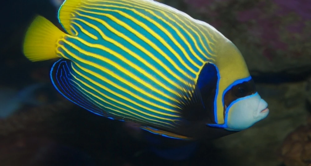 Emperor anglefish | Finding nemo species Wikia | Fandom