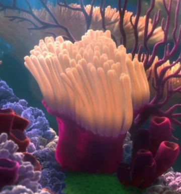 Nemo And Sea Anemone