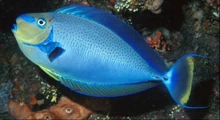 Kathy | Finding nemo species Wikia | Fandom