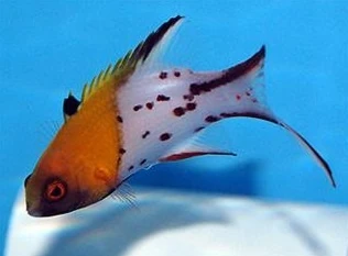 Lyretail hogfish | Finding nemo species Wikia | Fandom