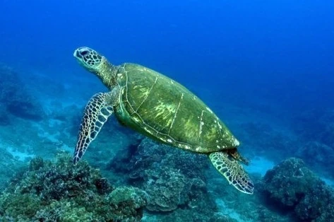 Mr. turtle | Finding nemo species Wikia | Fandom