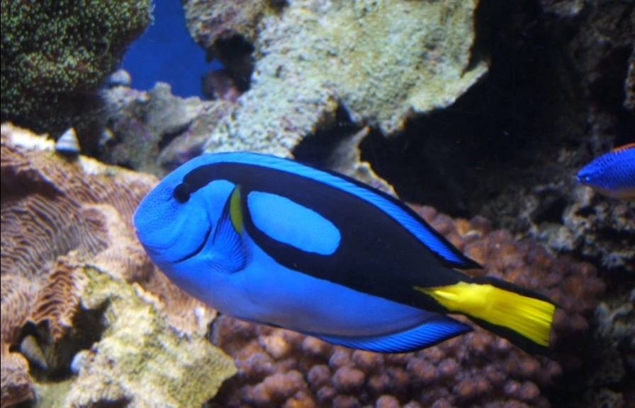 Charlie | Finding nemo species Wikia | Fandom