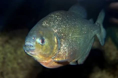 Piranha | Finding nemo species Wikia | Fandom