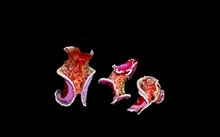 Sea slug | Finding nemo species Wikia | Fandom