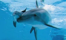 Dolphin | Finding nemo species Wikia | Fandom