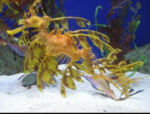 Category:Nemos reef | Finding nemo species Wikia | Fandom