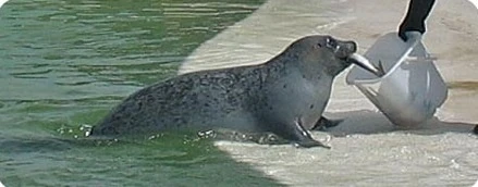 Gerald | Finding nemo species Wikia | Fandom