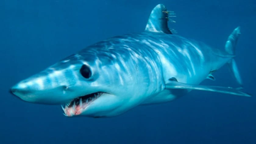 Shortfin Mako Shark | Finding nemo species Wikia | Fandom