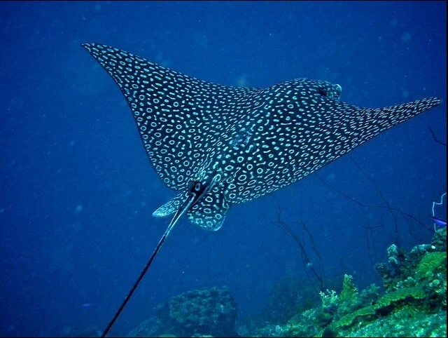 Mr ray | Finding nemo species Wikia | Fandom