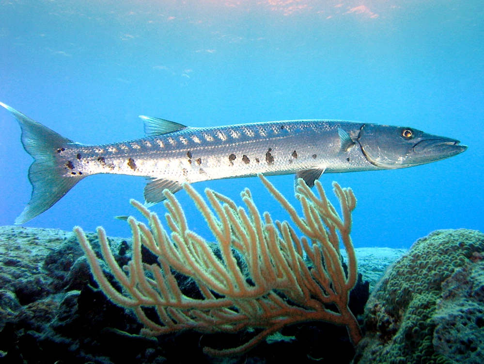 Great Barracuda | Finding nemo species Wikia | Fandom