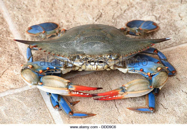 Jake | Finding nemo species Wikia | Fandom