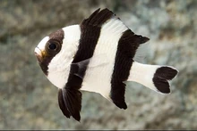 Flo | Finding nemo species Wikia | Fandom