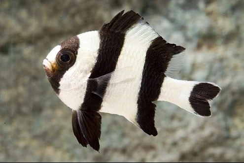 Flo | Finding nemo species Wikia | Fandom