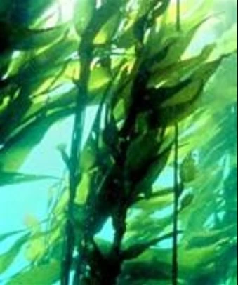 Seaweed | Finding nemo species Wikia | Fandom