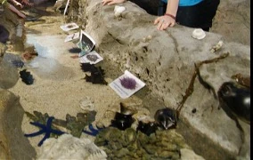 Touch pool | Finding nemo species Wikia | Fandom