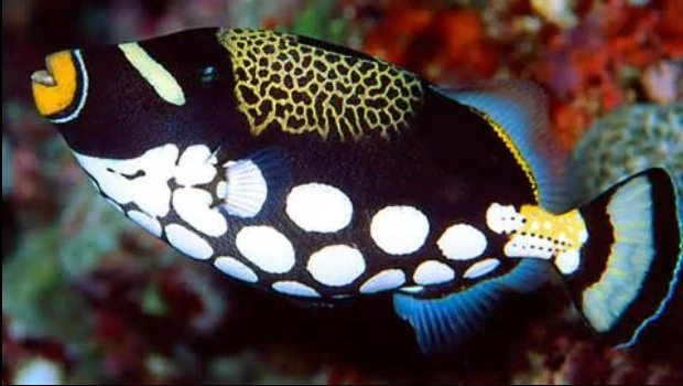 Clown trigerfish | Finding nemo species Wikia | Fandom