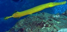 Trumpet fish | Finding nemo species Wikia | Fandom