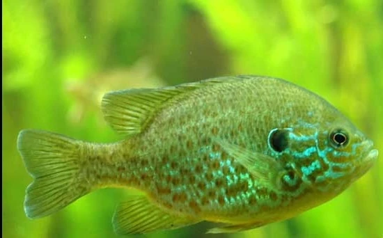 Blue green fish | Finding nemo species Wikia | Fandom