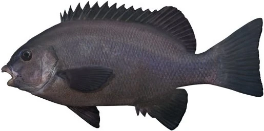 Black fish | Finding nemo species Wikia | Fandom