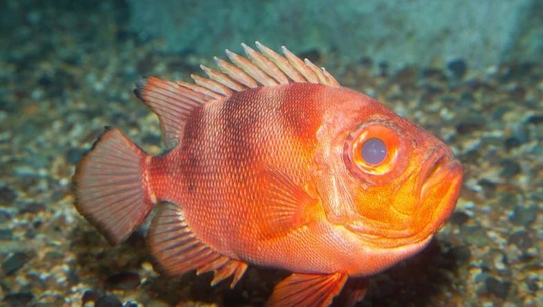 Popeye fish | Finding nemo species Wikia | Fandom