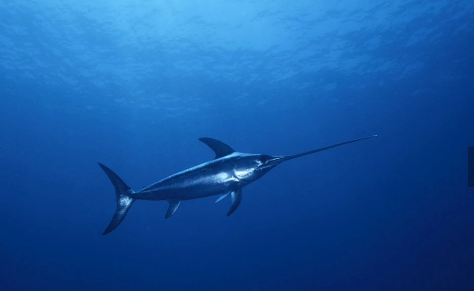 Sword fish | Finding nemo species Wikia | Fandom