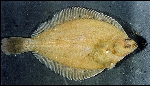 Mr joanson | Finding nemo species Wikia | Fandom