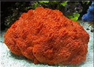 Red sponge | Finding nemo species Wikia | Fandom