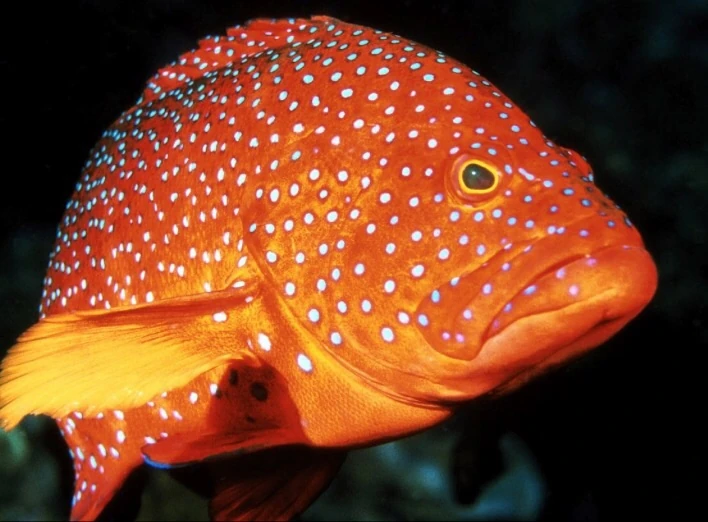 Red blue fish | Finding nemo species Wikia | Fandom