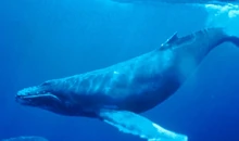 Whale | Finding nemo species Wikia | Fandom
