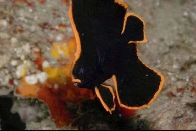 Pearl Finding Nemo Species