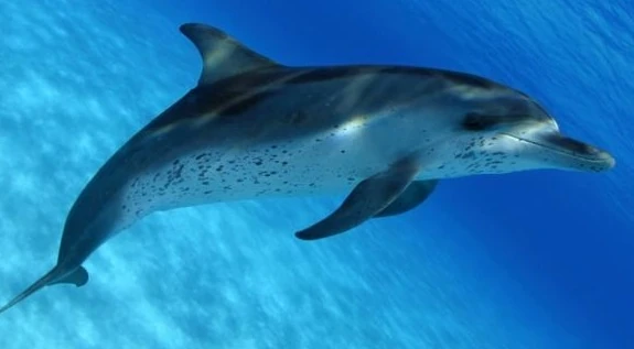 Ice dolphin | Finding nemo species Wikia | Fandom