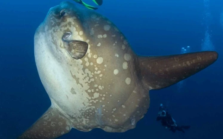 Moon fish | Finding nemo species Wikia | Fandom