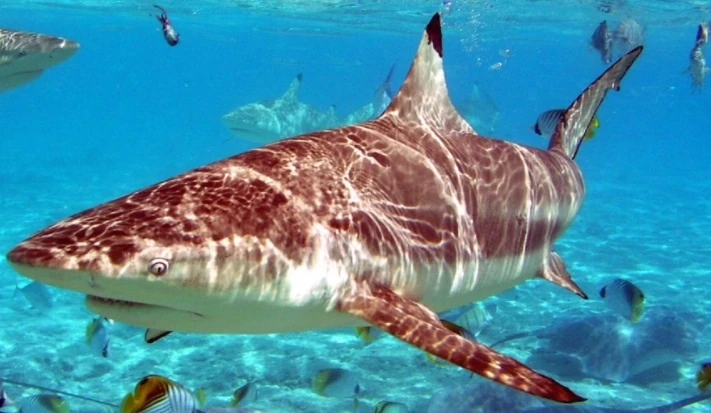 Red shark | Finding nemo species Wikia | Fandom