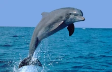 Dolphin | Finding nemo species Wikia | Fandom