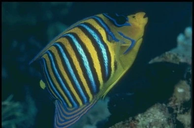 Yelow blue fish | Finding nemo species Wikia | Fandom