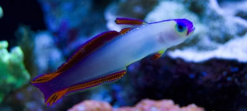 Fire fish | Finding nemo species Wikia | Fandom