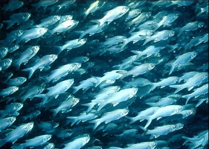 Fish | Finding nemo species Wikia | Fandom