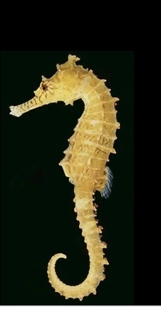 Bob | Finding nemo species Wikia | Fandom