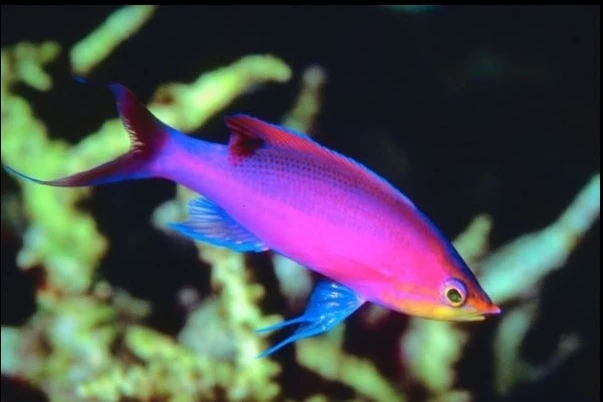 Purple fish | Finding nemo species Wikia | Fandom