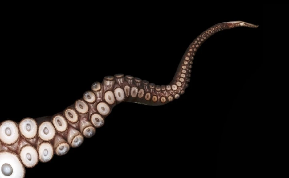 Octo tentakels | Finding nemo species Wikia | Fandom