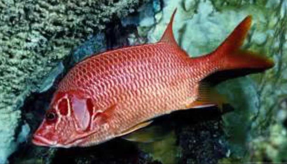 Red fish | Finding nemo species Wikia | Fandom